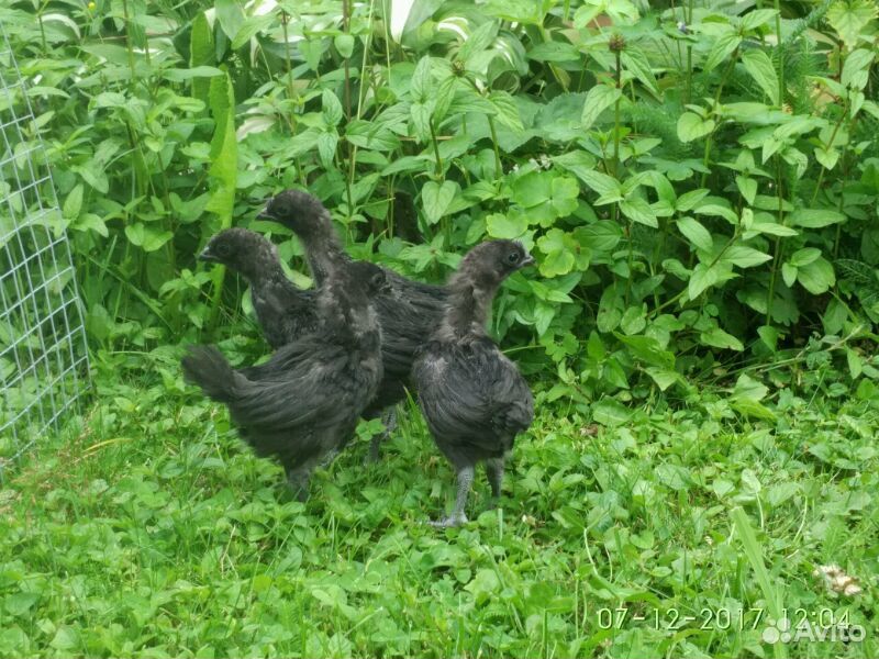 Цыплята Ухей Илюй