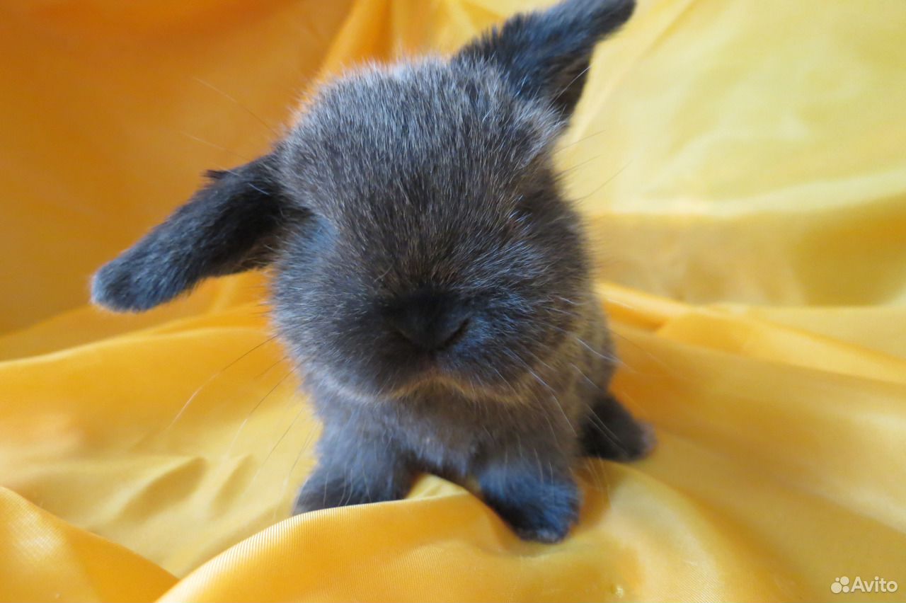 Кролик карликовый минилоп