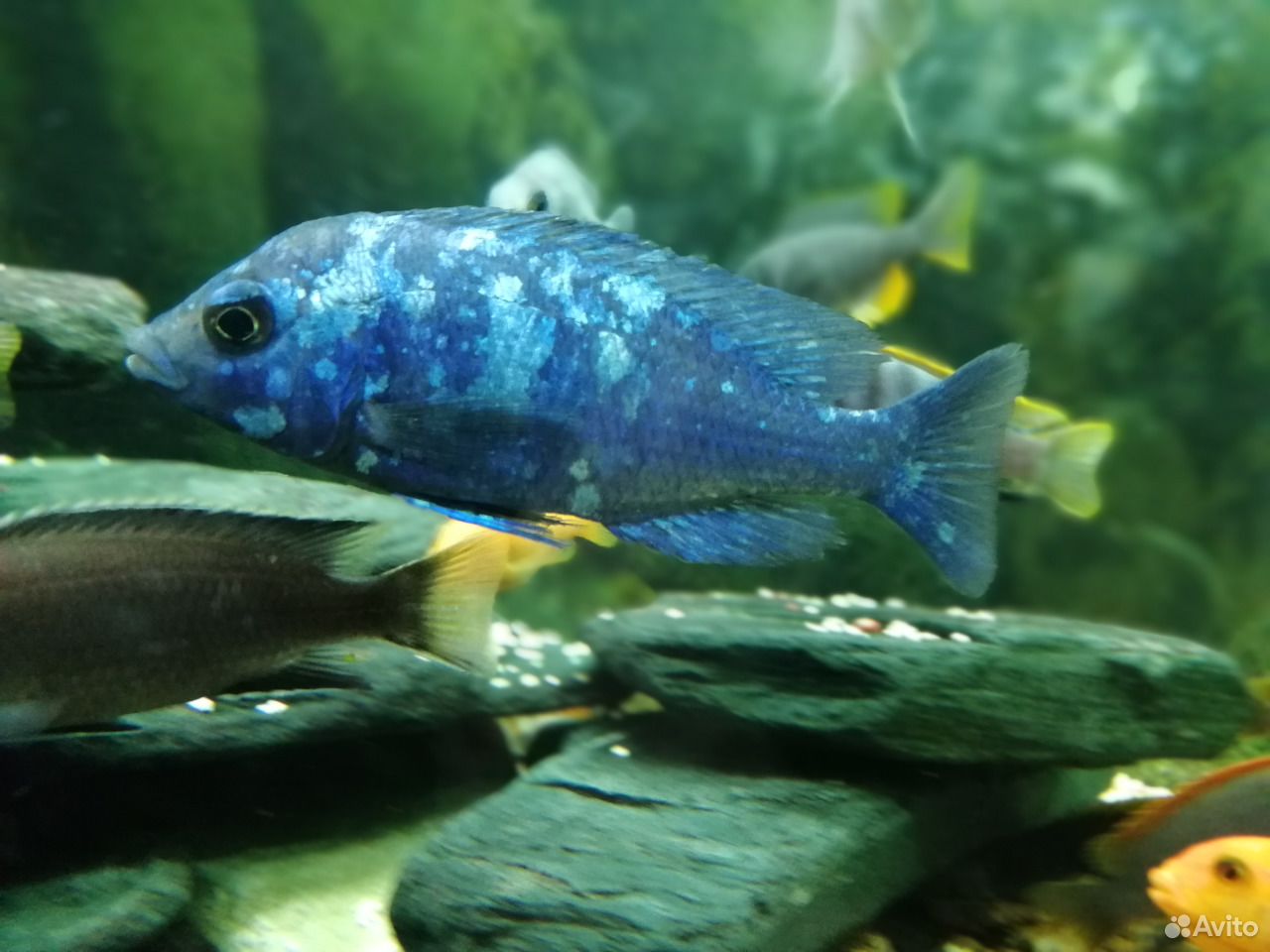 Плацидохромис Фенохилус Placidochromis phenochilus