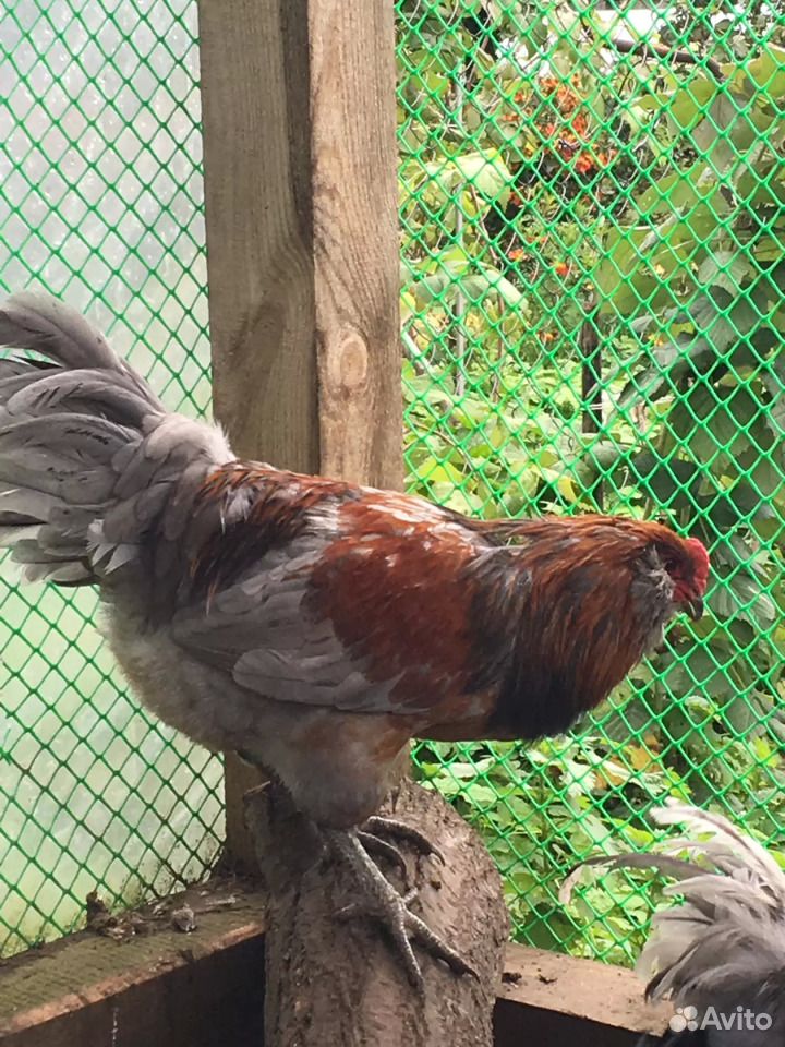 Амераукан Чистпородные- Цыплята,Куры,Яйцо