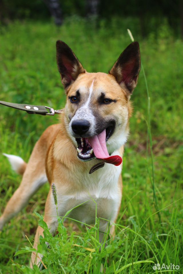 Ежик ищет дом