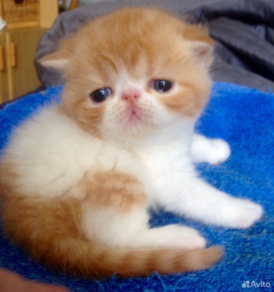 Котик плюшевый Экзот