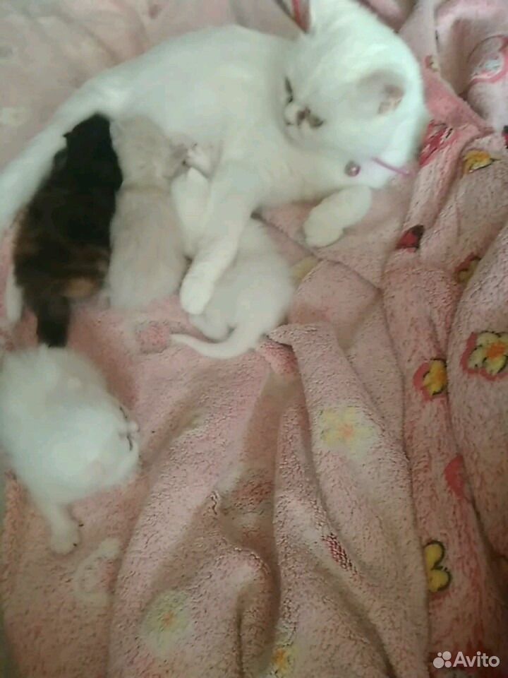 Котята Персы