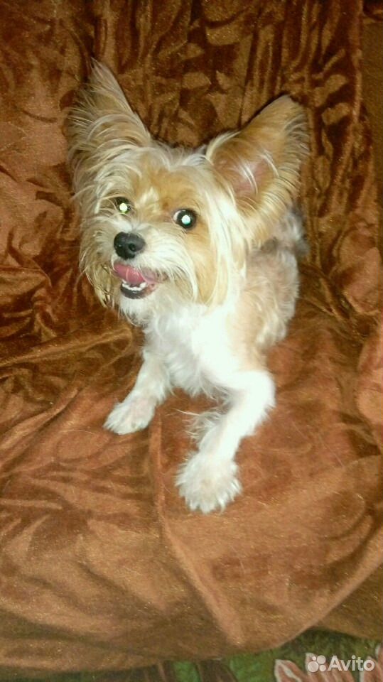 Очень маленькая собачка в дар