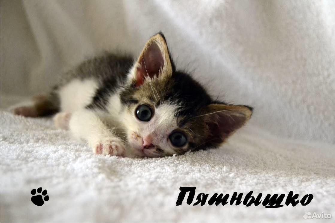 Хорошие котята в добрые руки