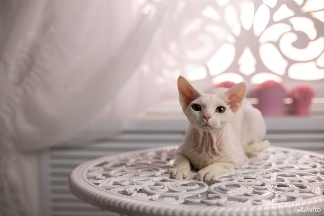 Котик Девон Рекс