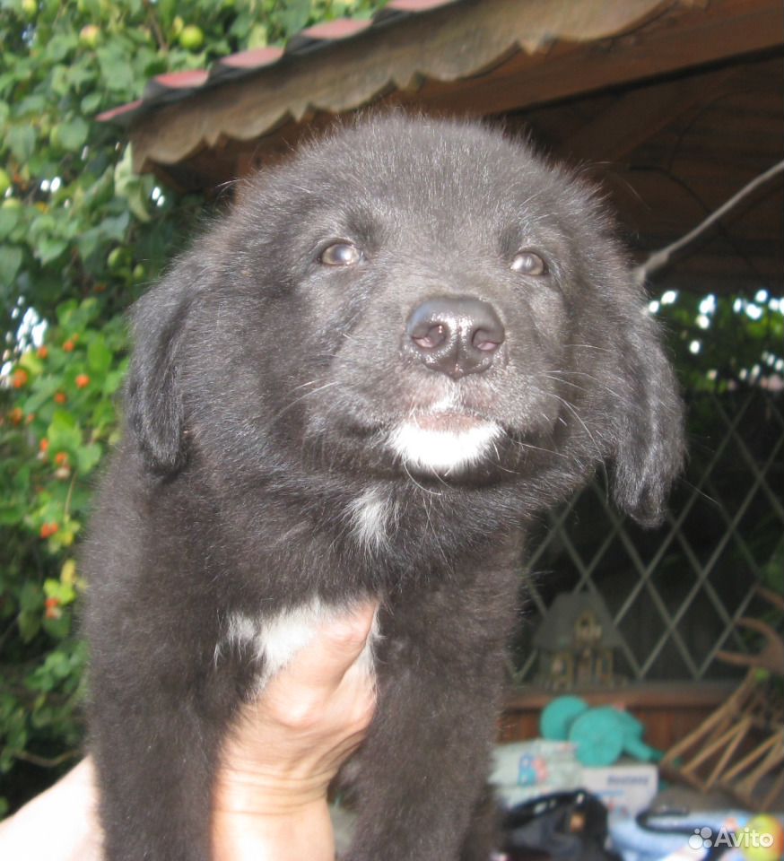 Черного щенка в дар