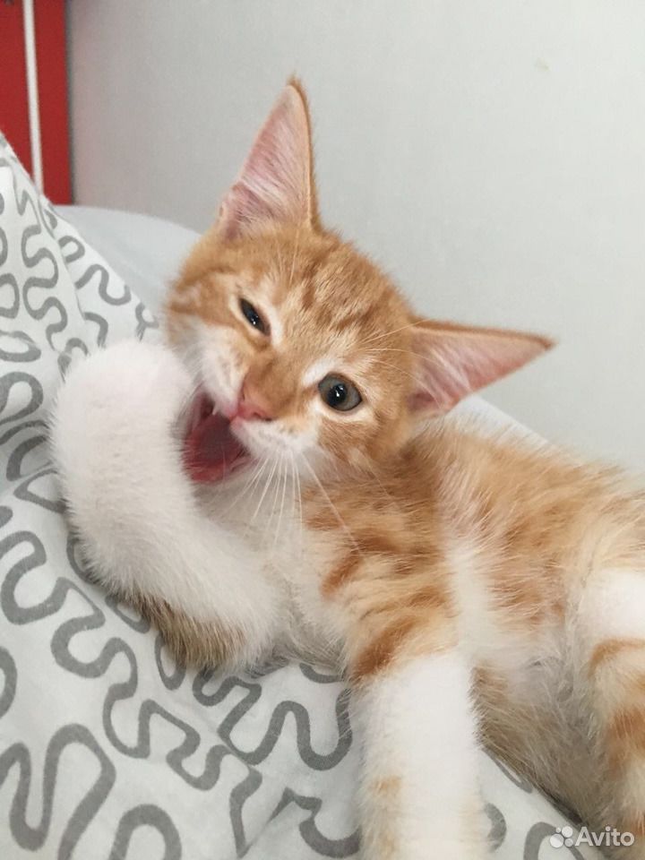 Котёнок с невероятной биографией