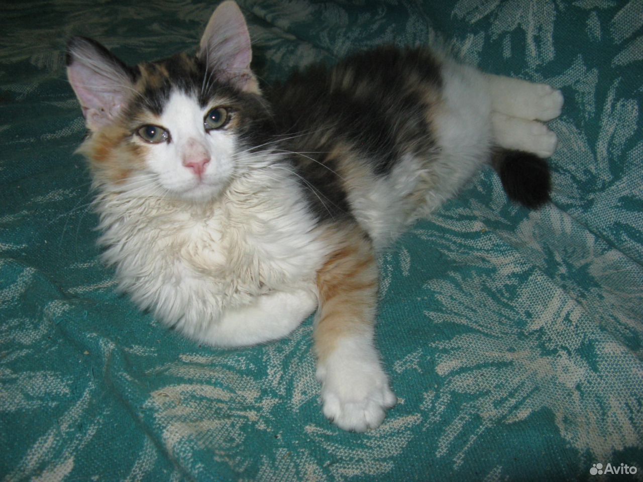 Пушистый котенок