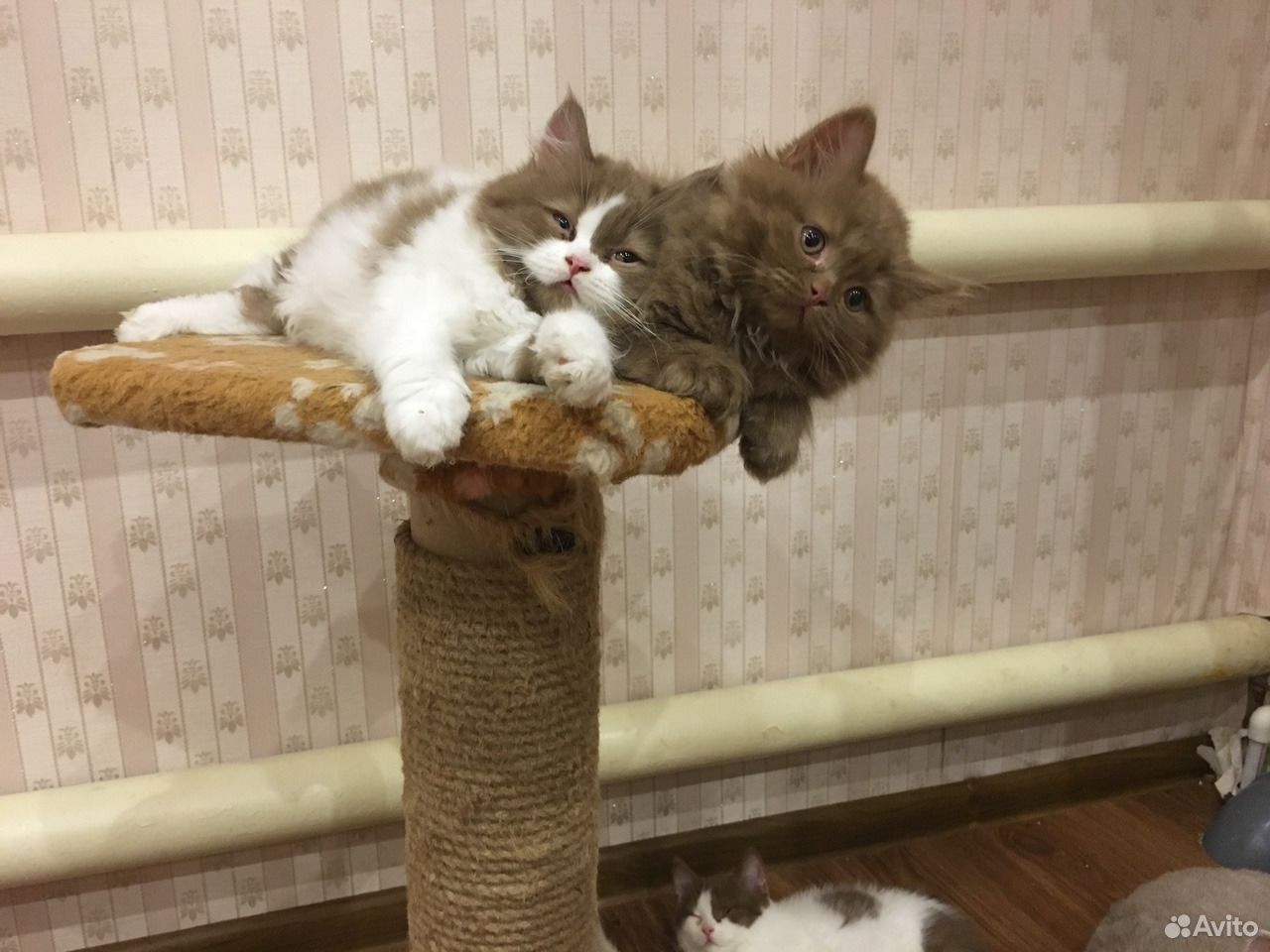 Британские шикарные котята