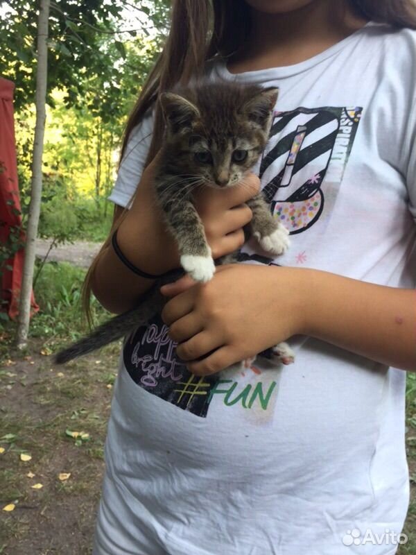 Котята 1.5 м умрут если не возьмете