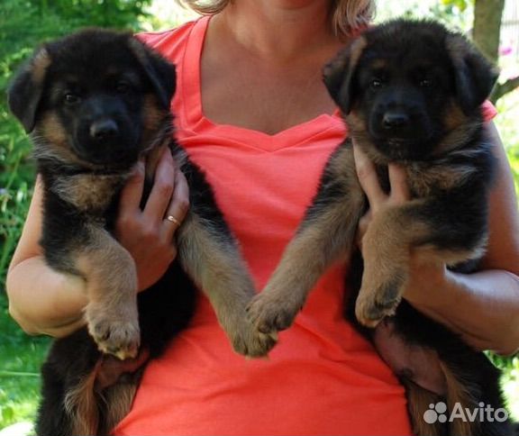 Супер щенки немецкой овчарки