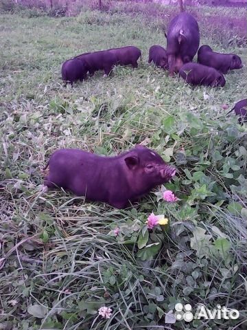 Поросята азиаты