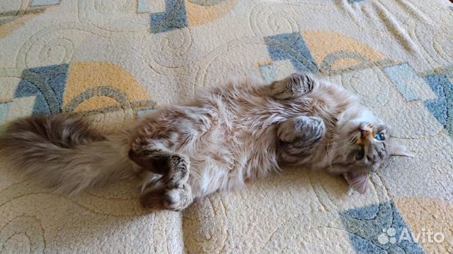 Кот ищет подругу