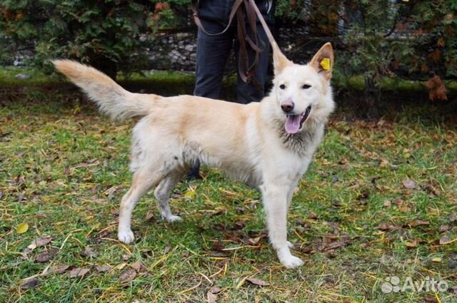 Нежное создание Нюра