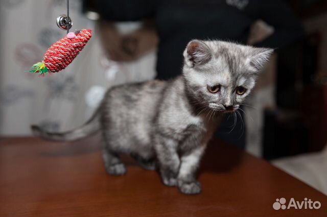 Дейенерис Таргариен, Scottish stright SFS 71, окр