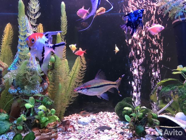 Рыбки аквариумные красивые здоровые, редкие