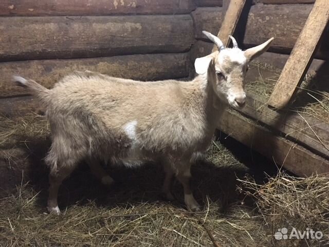 Козочка Зорька