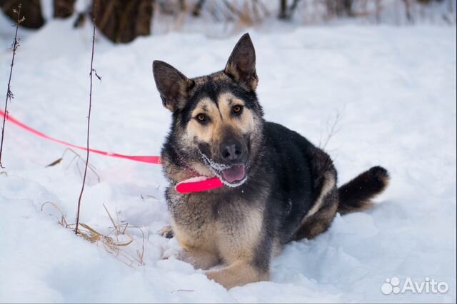 Красавица Лайма