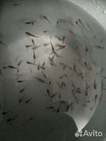 Креветки, Мальки и подростки гуппи