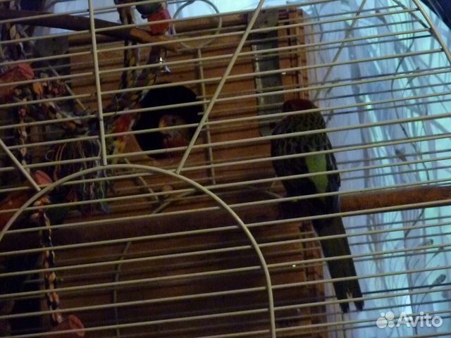 Розелла пестрая