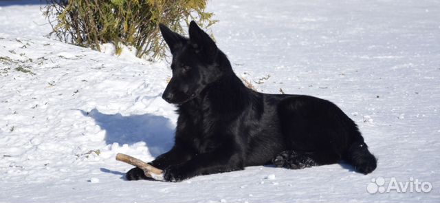 Щенки немецкой овчарки черного окраса, дорого