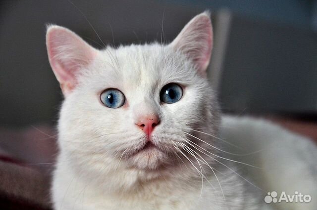 Зефир голубоглазый