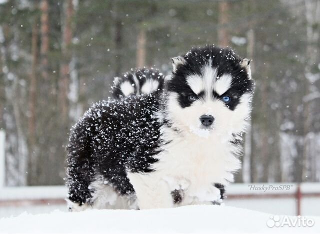 Чистокровный симпотяжка