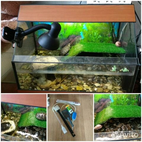 Террариум, черепаха