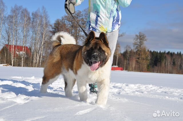 Щенки Американской Акиты