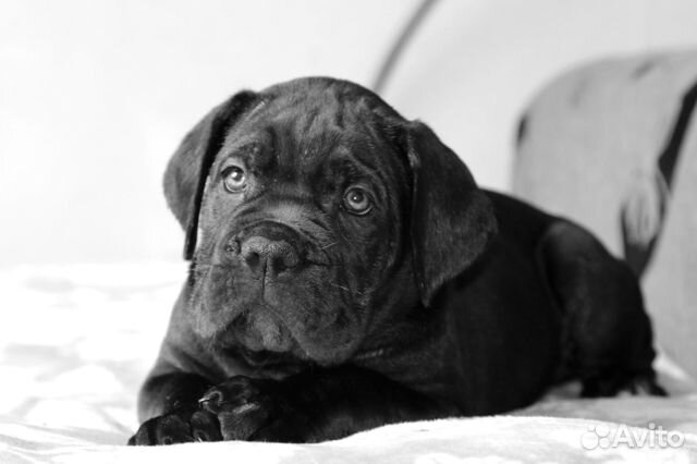 Малыши Корсики,мальчики и девочки