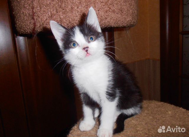 Котенок Эксклюзив с Веснушками дар в добрые руки