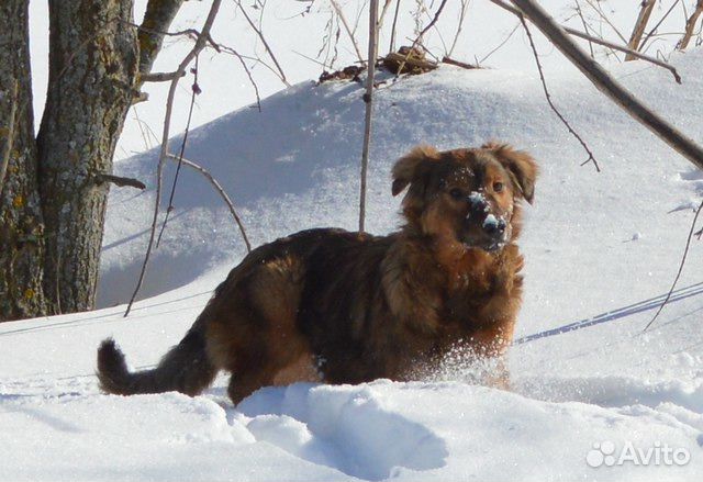 Лола в поисках своего человека