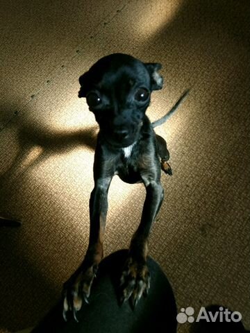 Продаю девочку той-терьер