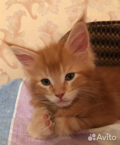 3 котенка породы мейн-кун