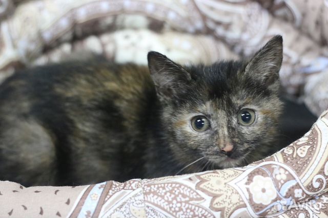 Котёнок необыкновенный