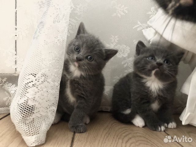 Метисы шотландских котят