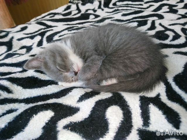 Две очаровательные британки