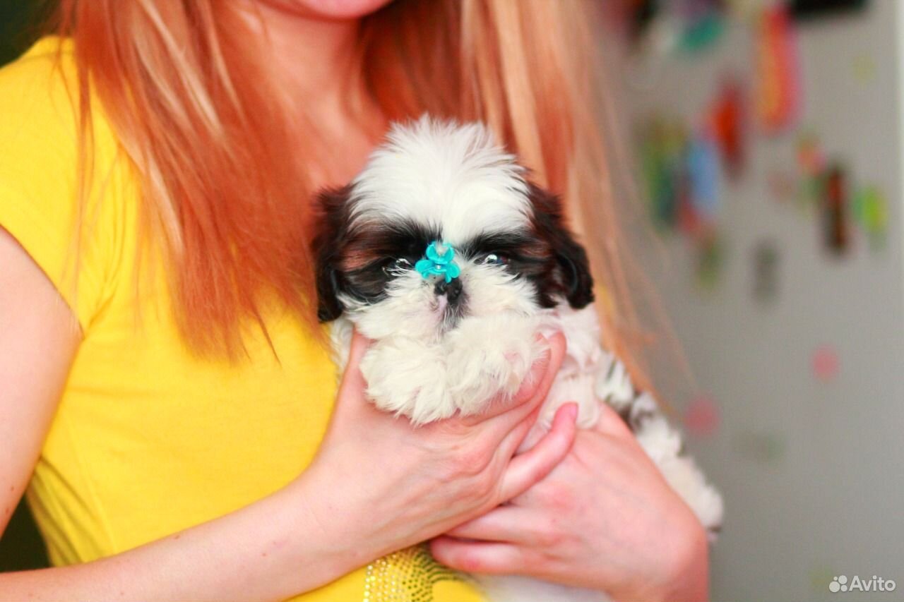 Мальчик ши-тцу