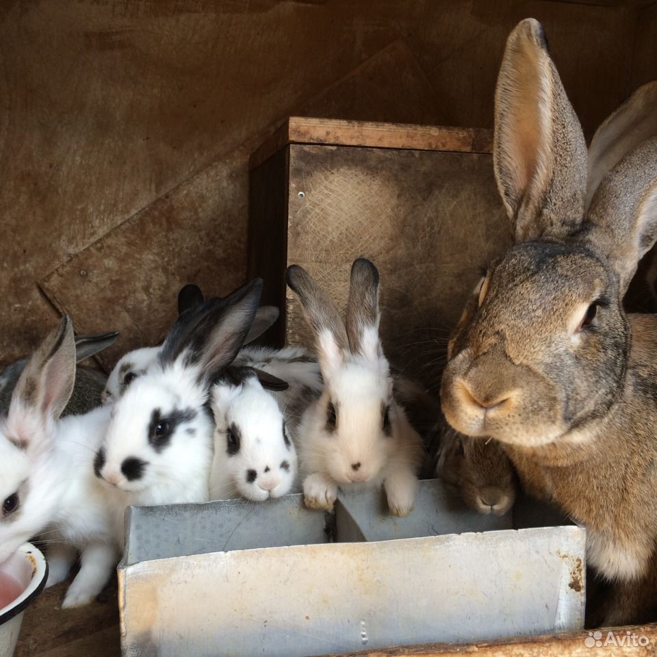 Кролики мясных пород