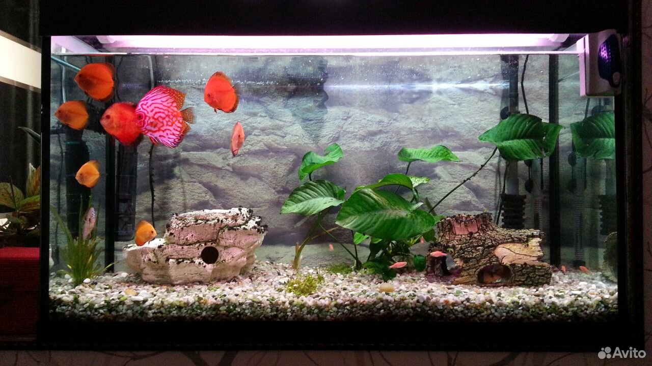 Аквариум