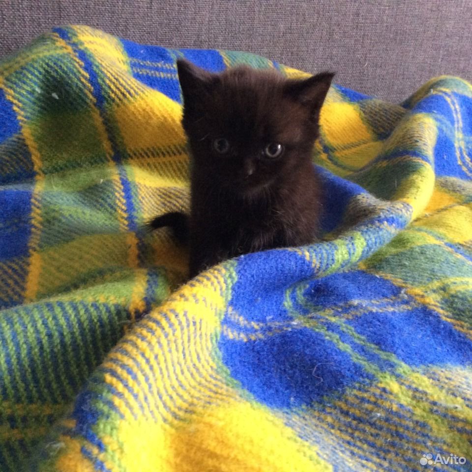 Продается кошечка шотландской породы(скотиш страйт