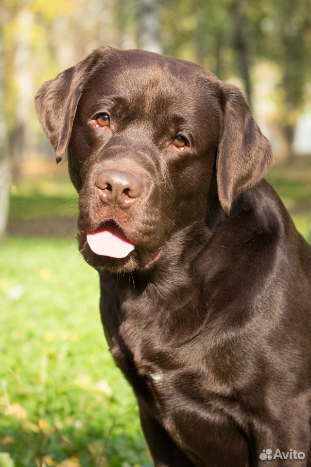 Лабрадор Ретривер