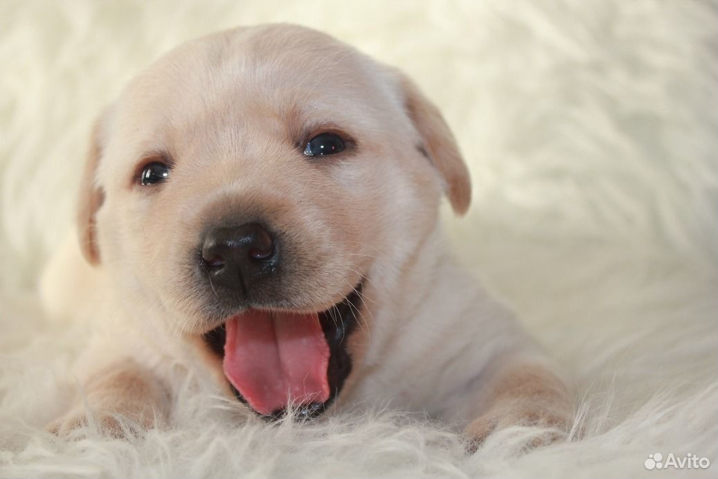 Солнечные детки