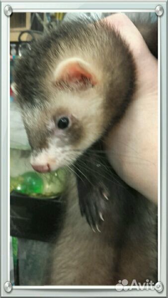 1,5 мес. хорьки