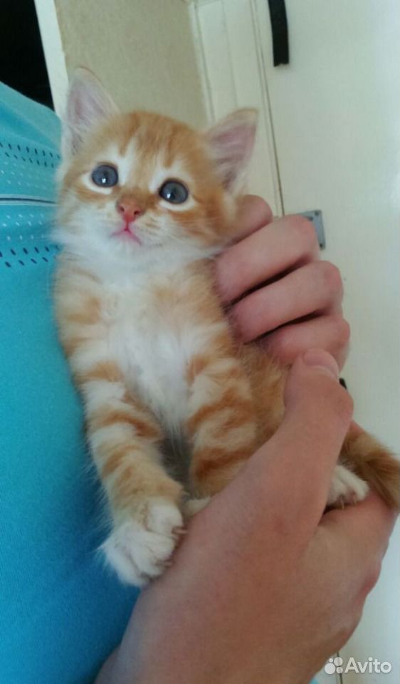 Плюшевый рыжик Гном - котенок в добрые руки