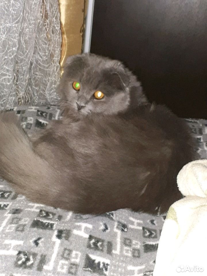 Кот приглашает на вязку