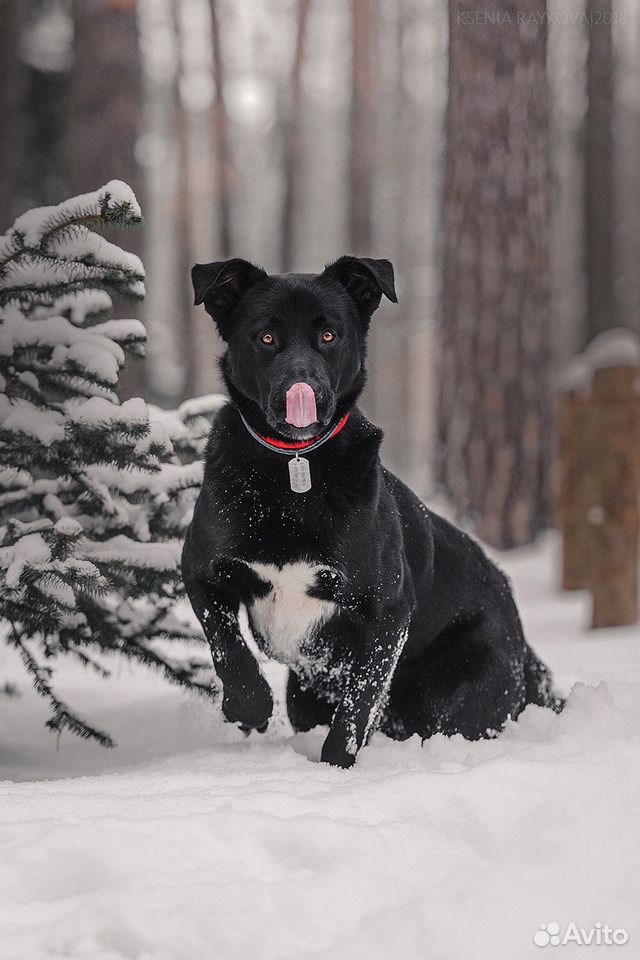 Крупный пес в добрые руки