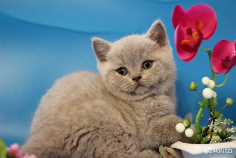 Лиловый и голубой - выбирайте любого кота