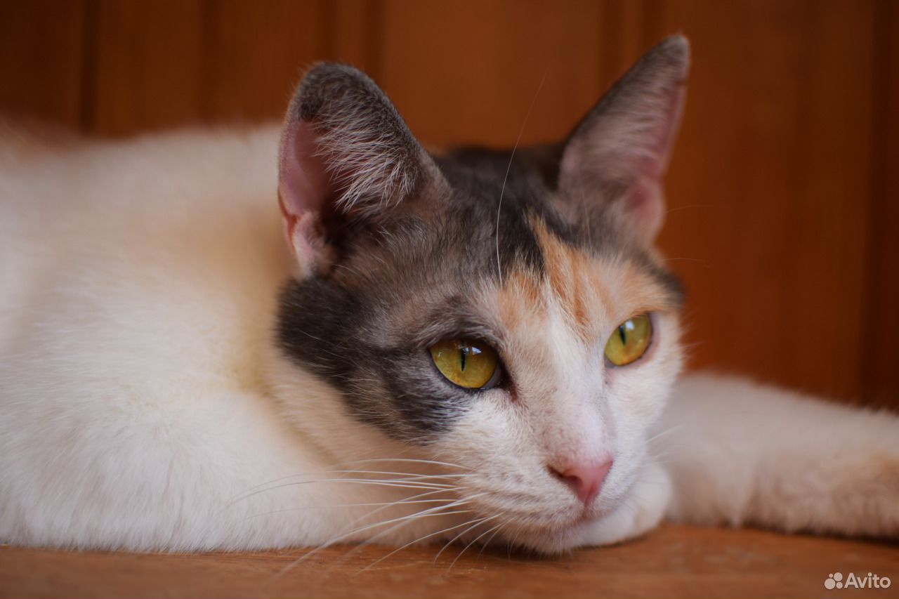 Кошка кремово голубая трехцветка, ласковая в добр